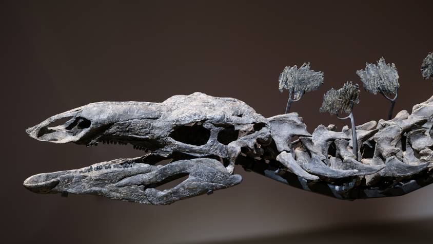 10 Myths About Dinosaurs You Need To Stop Believing