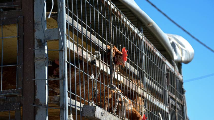 The Real "Angry Birds" Bird Is Found In The U.S. (& It Can Get Pretty ...