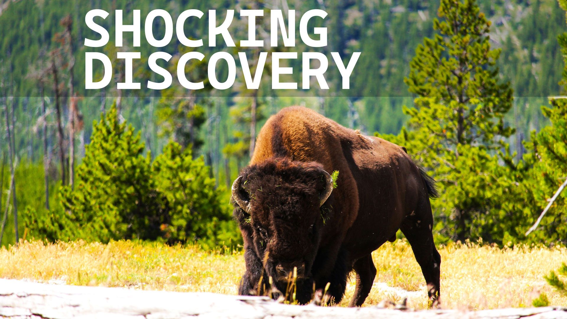 Resurfaced Image Shows The Disturbing Reality Of Bison Life In Michigan ...