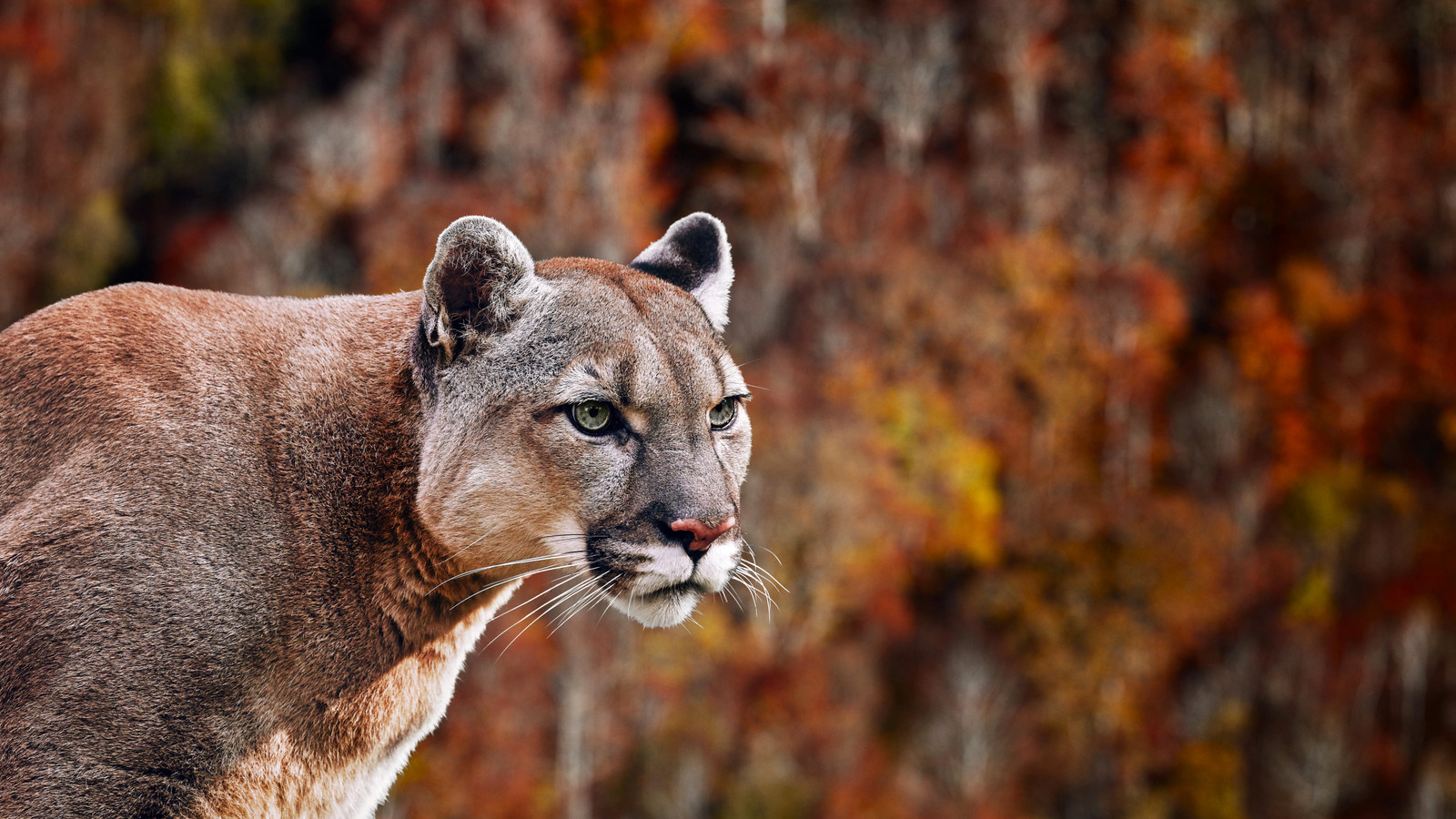 Something Much Larger Than An Average House Cat Was Spotted On Camera ...