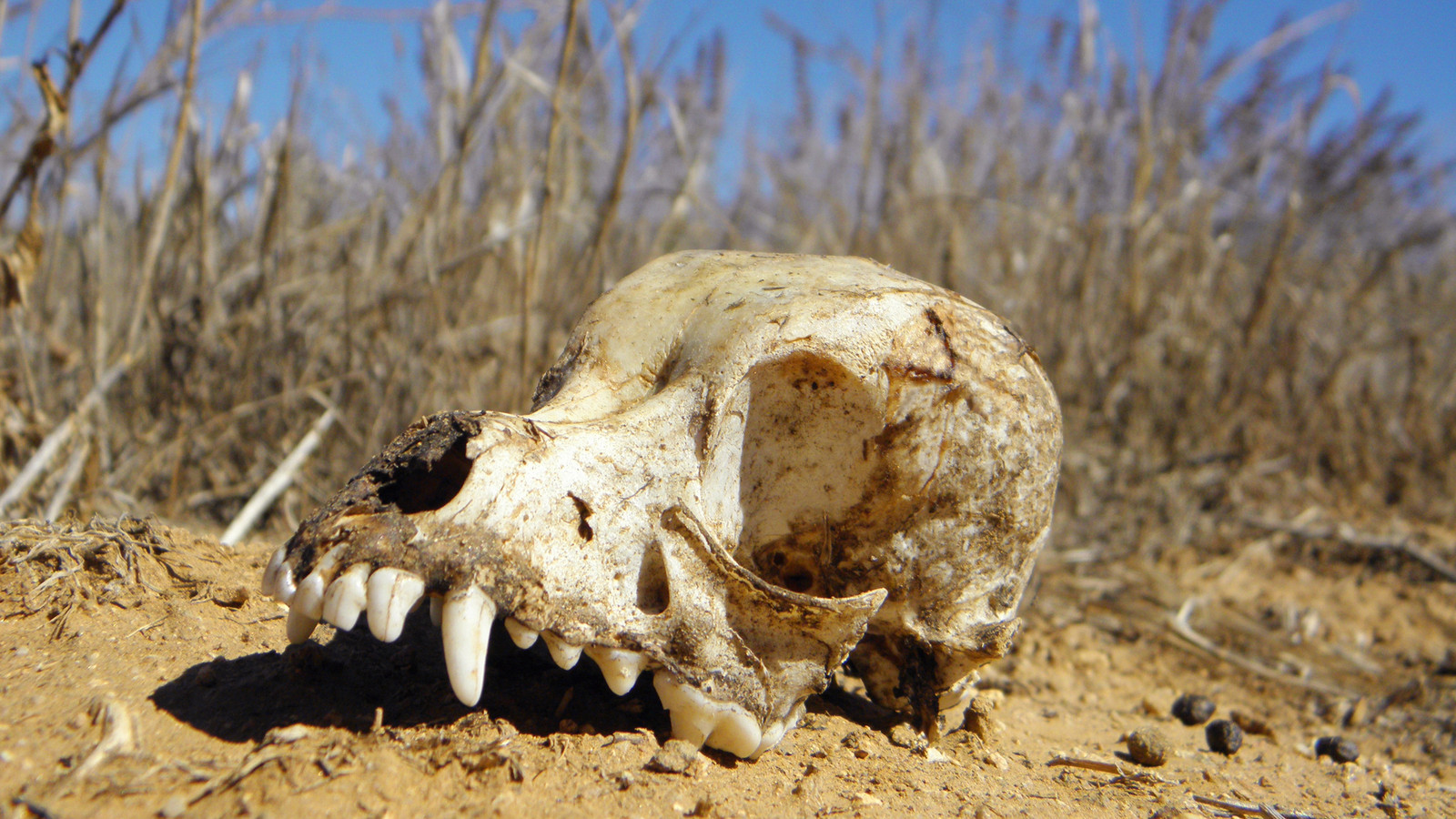 Groundbreaking Discovery of Fossilized Bones From Wild Canids 12,000 ...