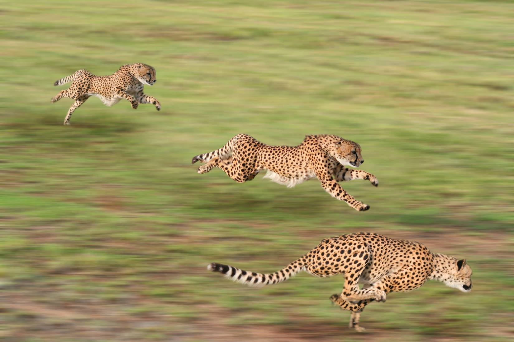 The World's Fastest Animal Isn't Actually The Cheetah