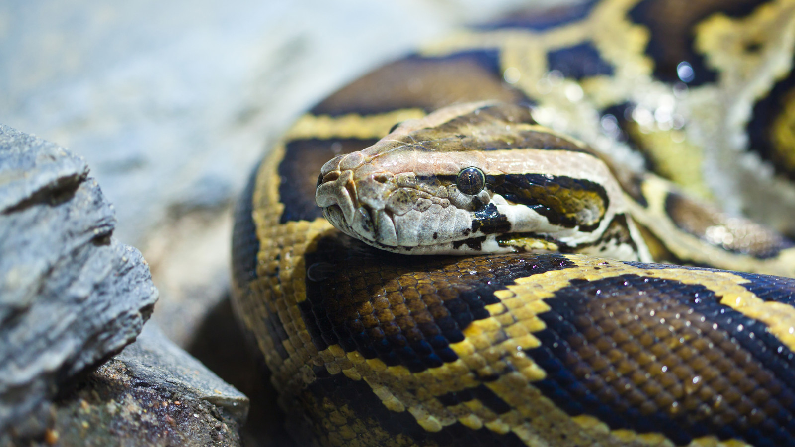 A Giant Predator Is Sneaking Through The Swamps Of This Florida ...