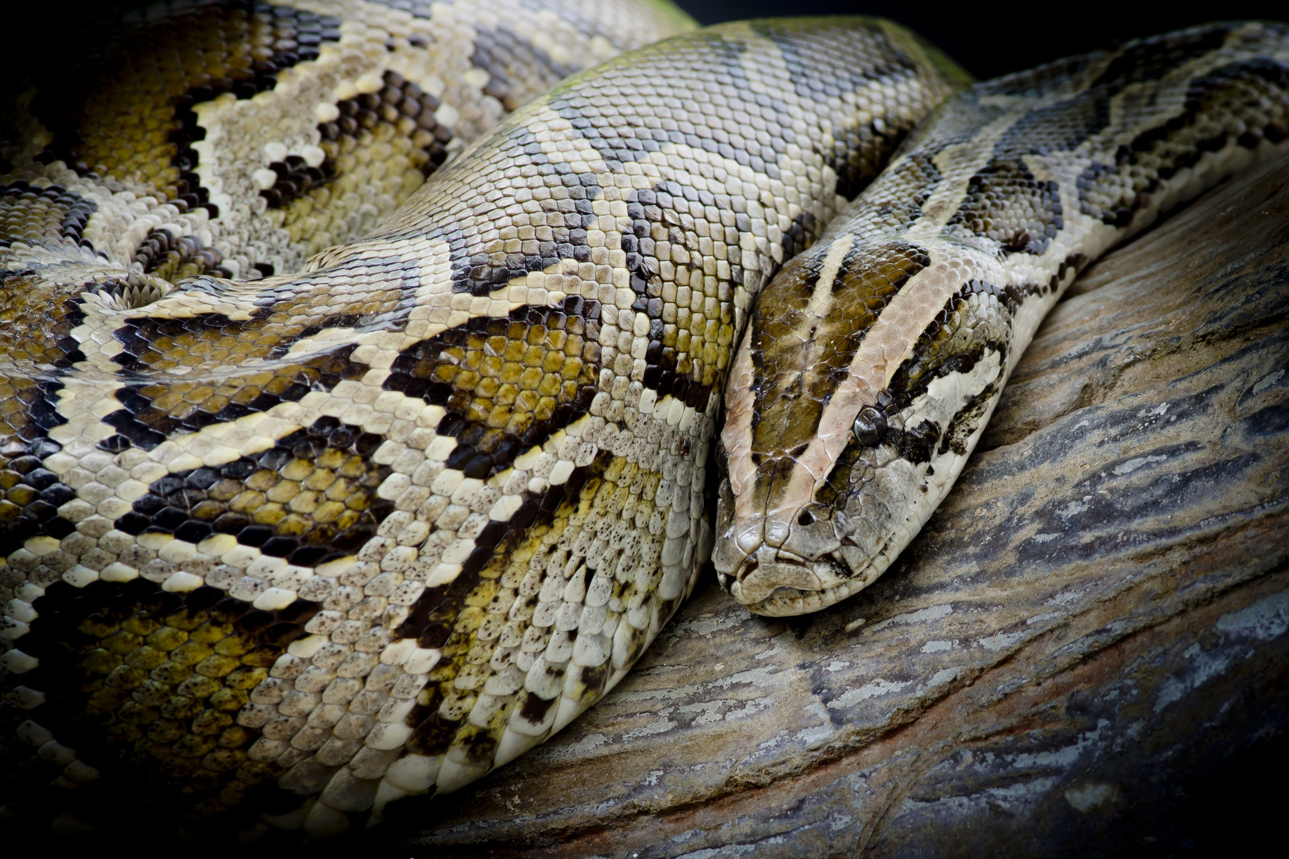 Florida Is Paying Bounty Hunters To Kill This Gigantic Invasive ...