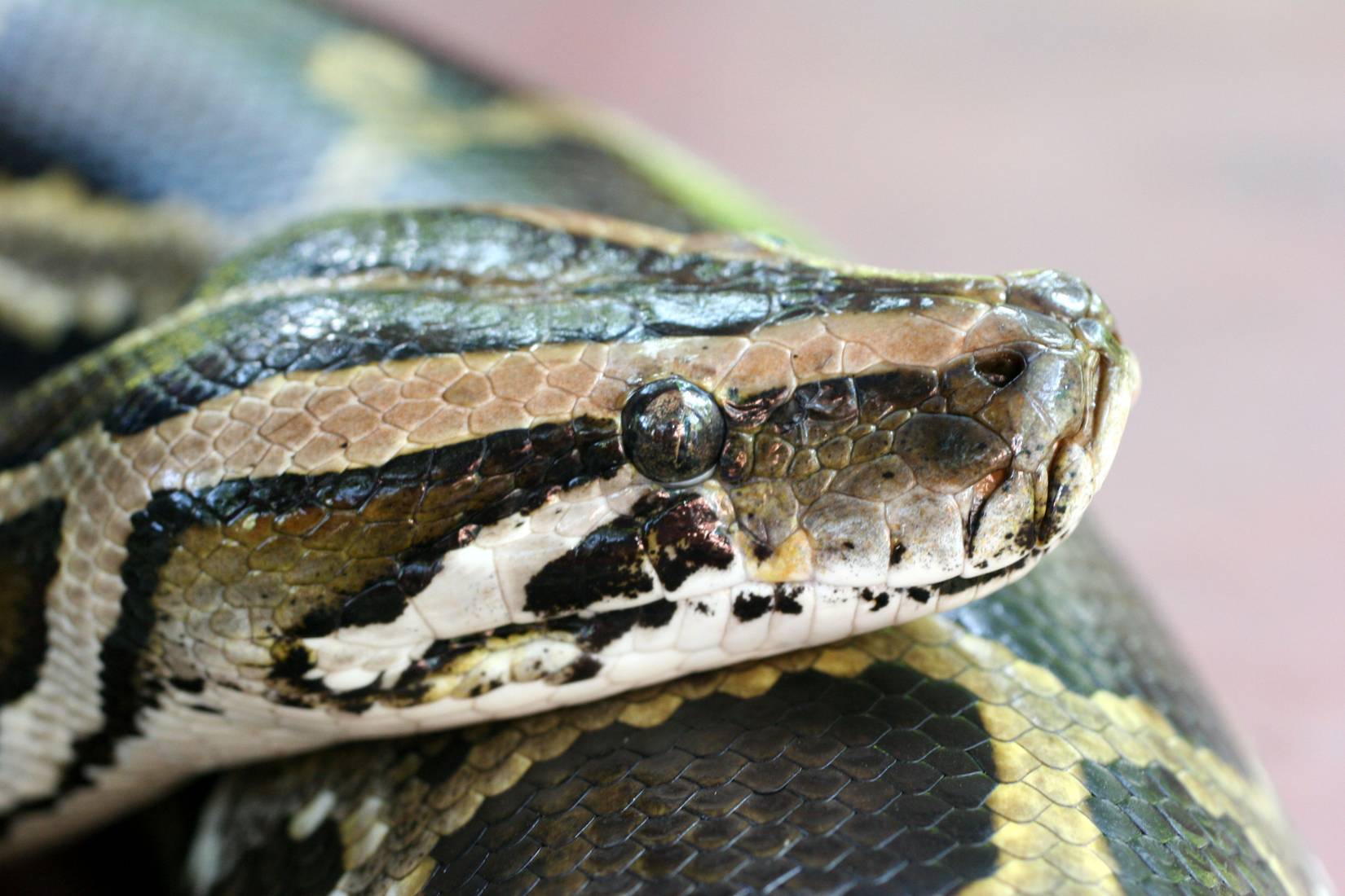 Florida Is Paying Bounty Hunters To Kill This Gigantic Invasive Predator In The Everglades
