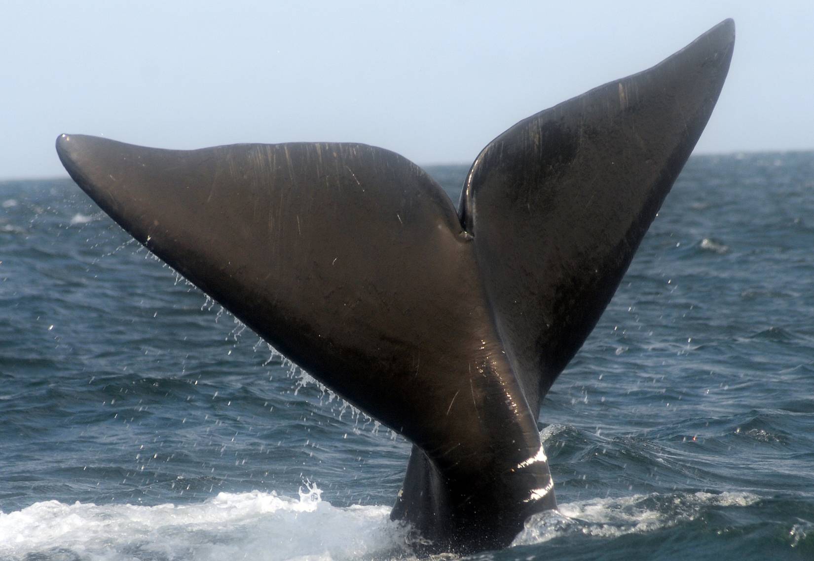 Beach Goers Got Quite The Surprise When Two Whales Were Extremely Close ...