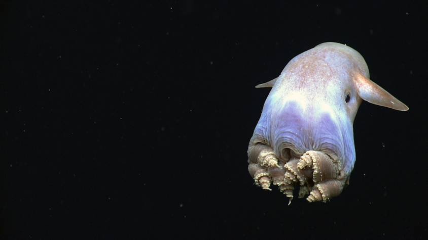 Real Facehuggers? This Newly Discovered Deep-Sea Predator Looks ...