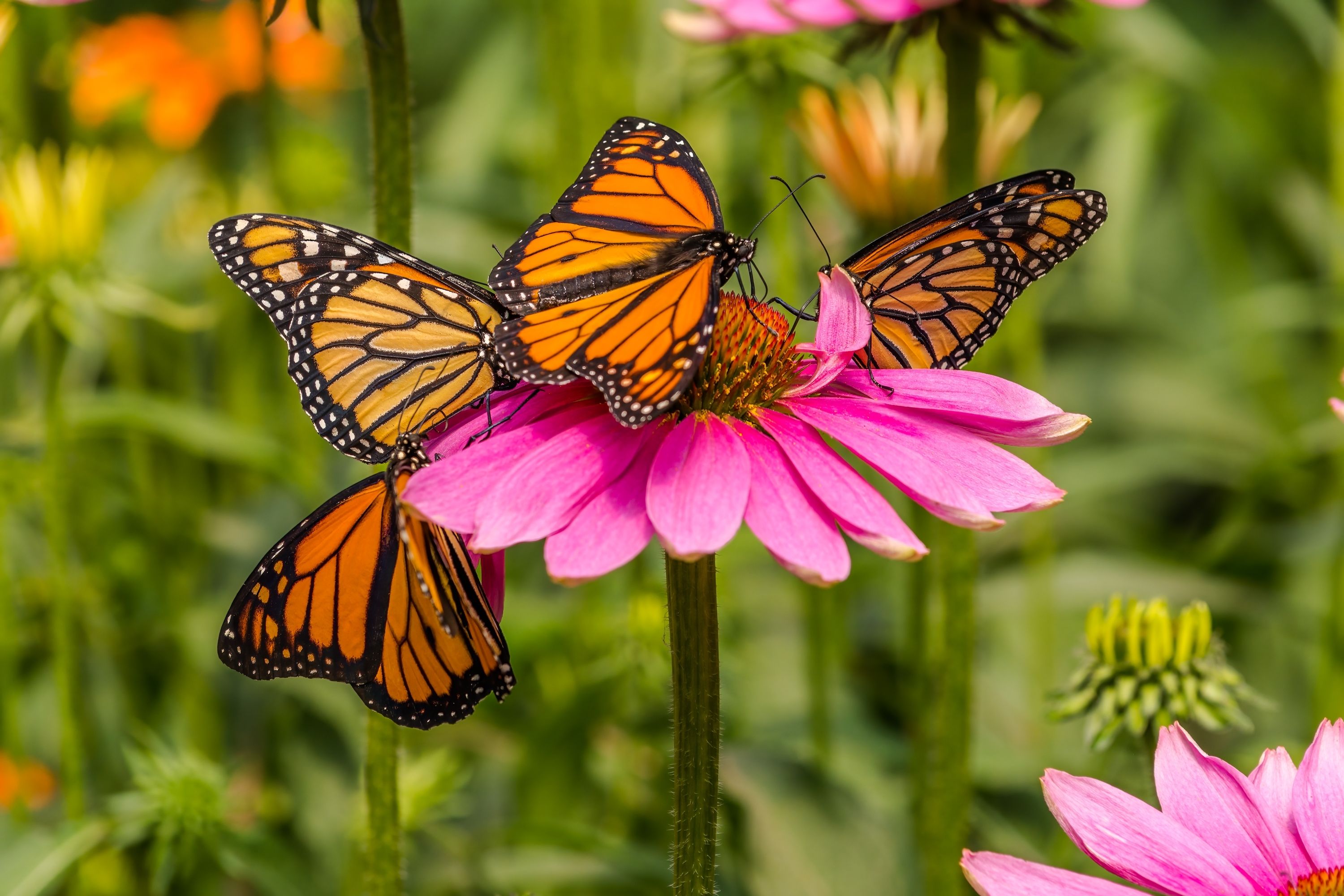 Live For A Day: 10 Creatures With The Shortest Lifespans In The World