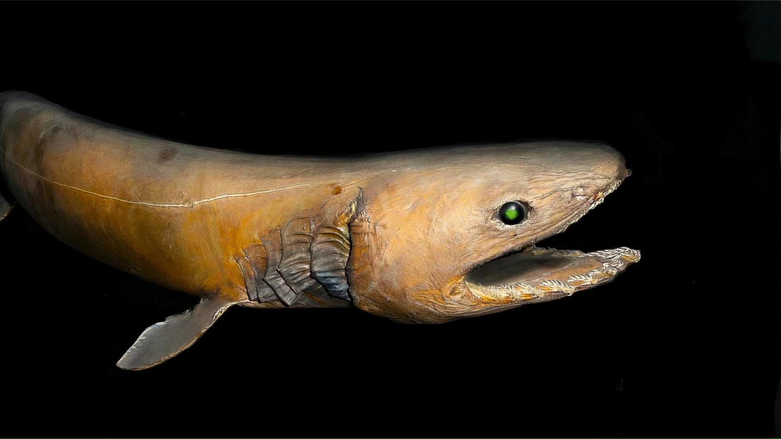The Incredible Shark That Hasn't Changed In 80 Million Years