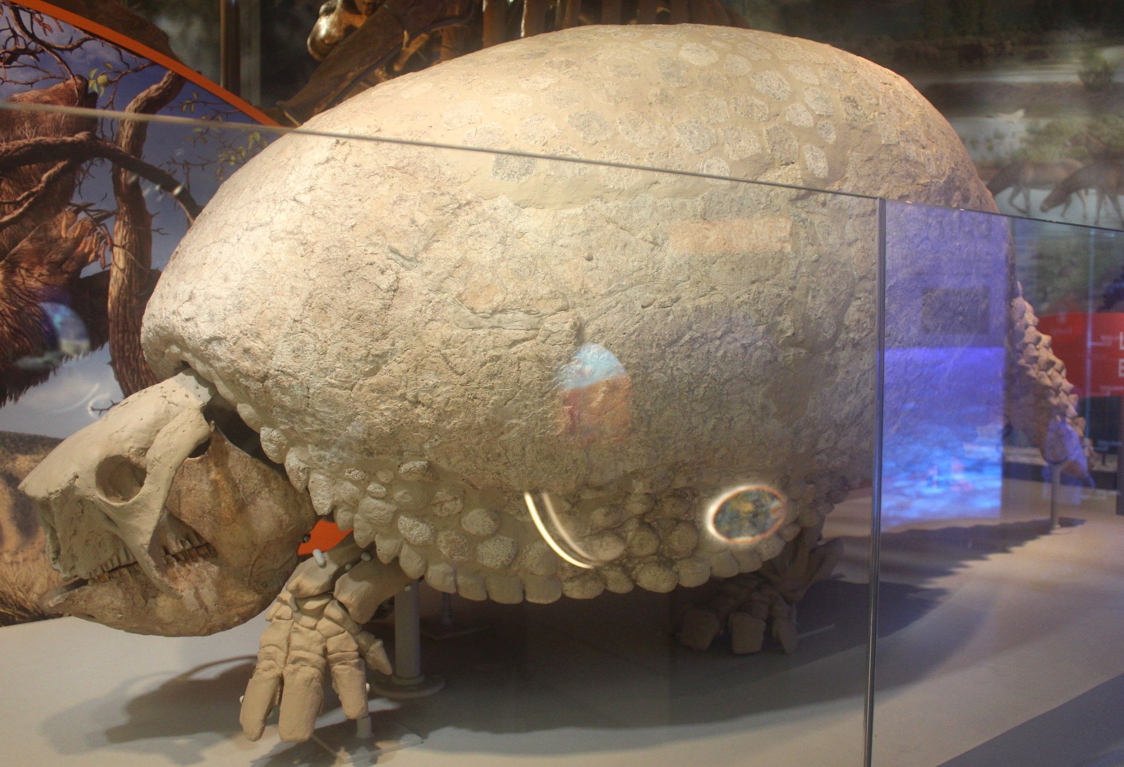 prehistoric giant armadillo shell found in argentina
