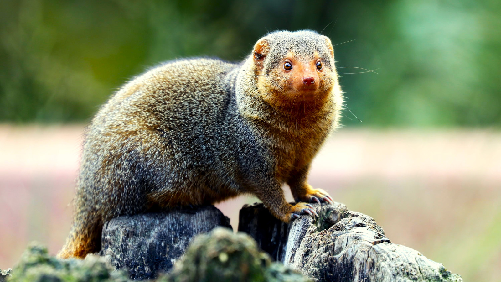 Ancient Civilizations Kept These Surprising Creatures As Pets