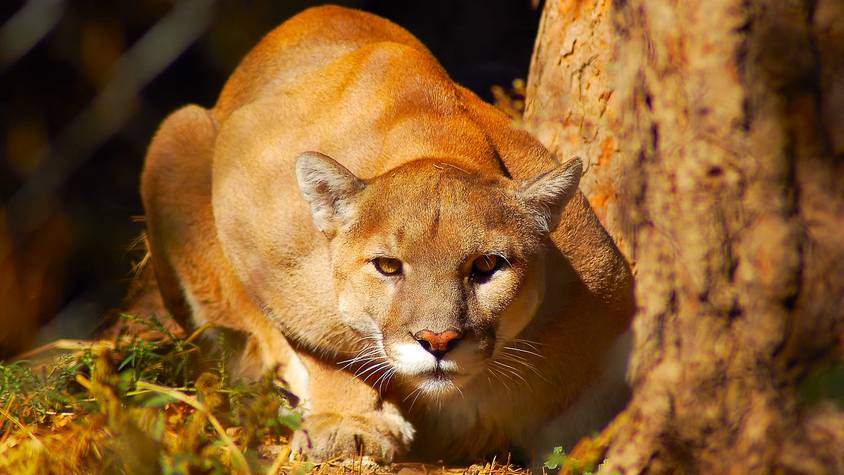 These Stealthy Predators Have Terrifying Silent Kill Techniques That'll ...