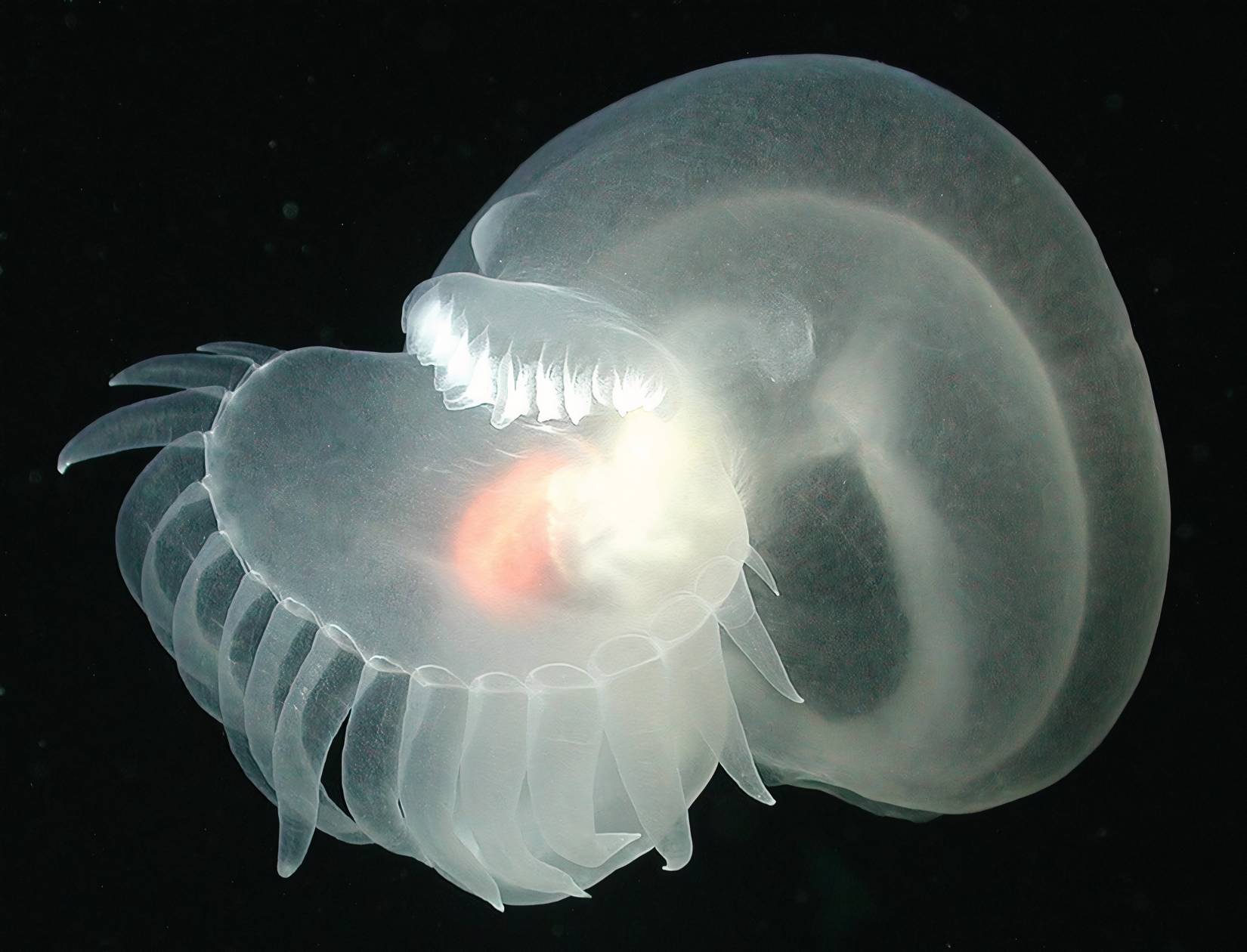 The Sea's Strangest Creature Is Finally Understood 20 Years After Its ...