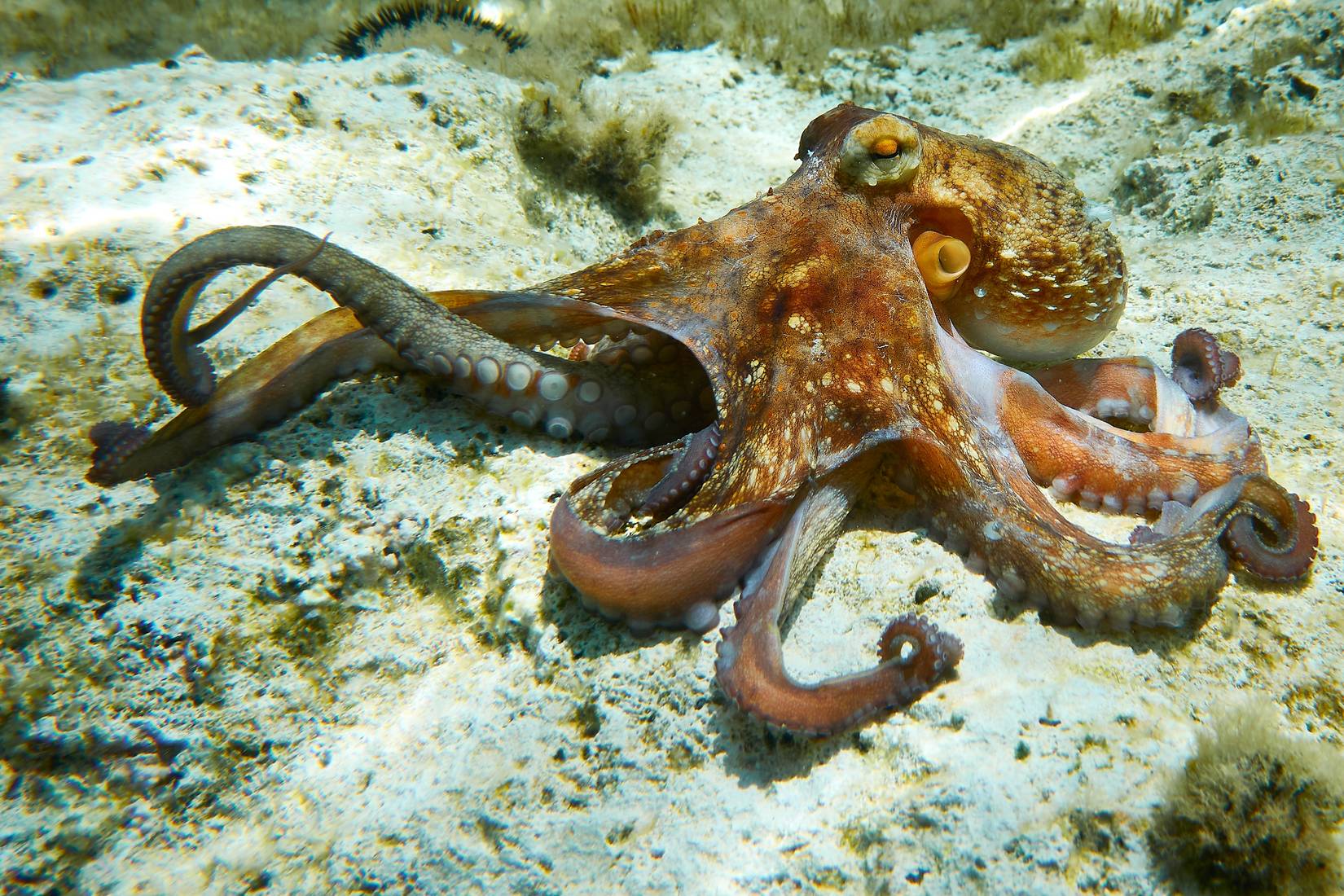 Scientists Scanned A 165-Million-Year-Old Octopus Fossil And Found ...