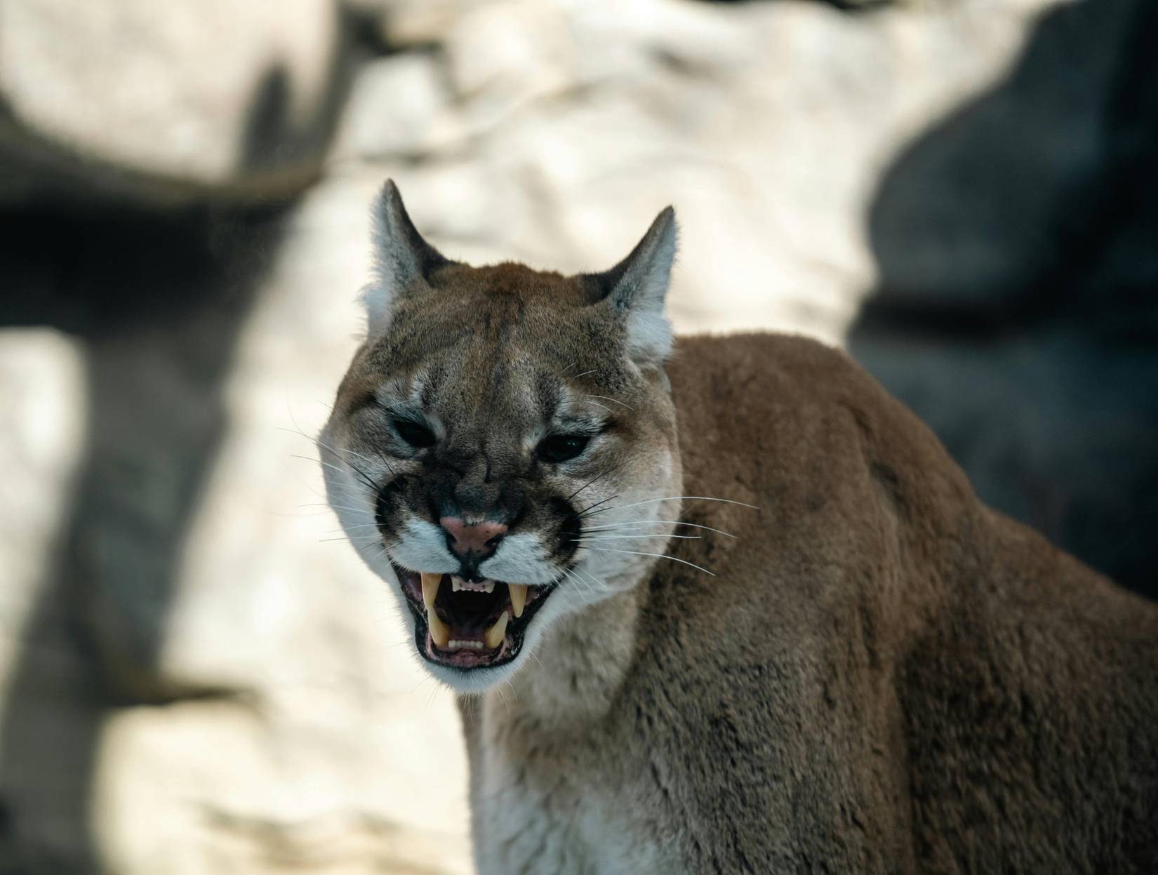 The Discovery Of This Animal Could Change Michigan's History