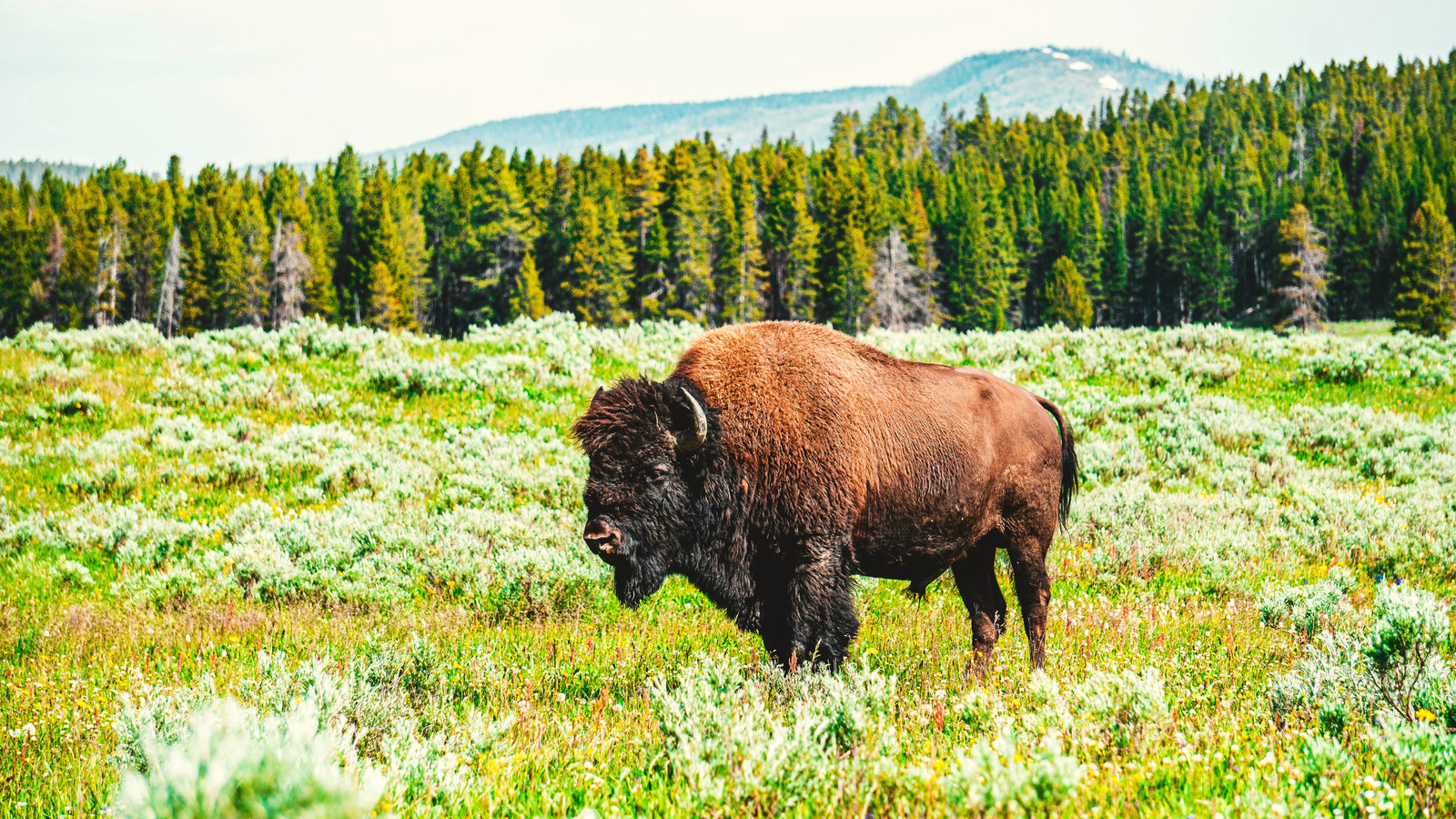 Skip Yellowstone: See Bison In This Underrated Florida State Park Instead