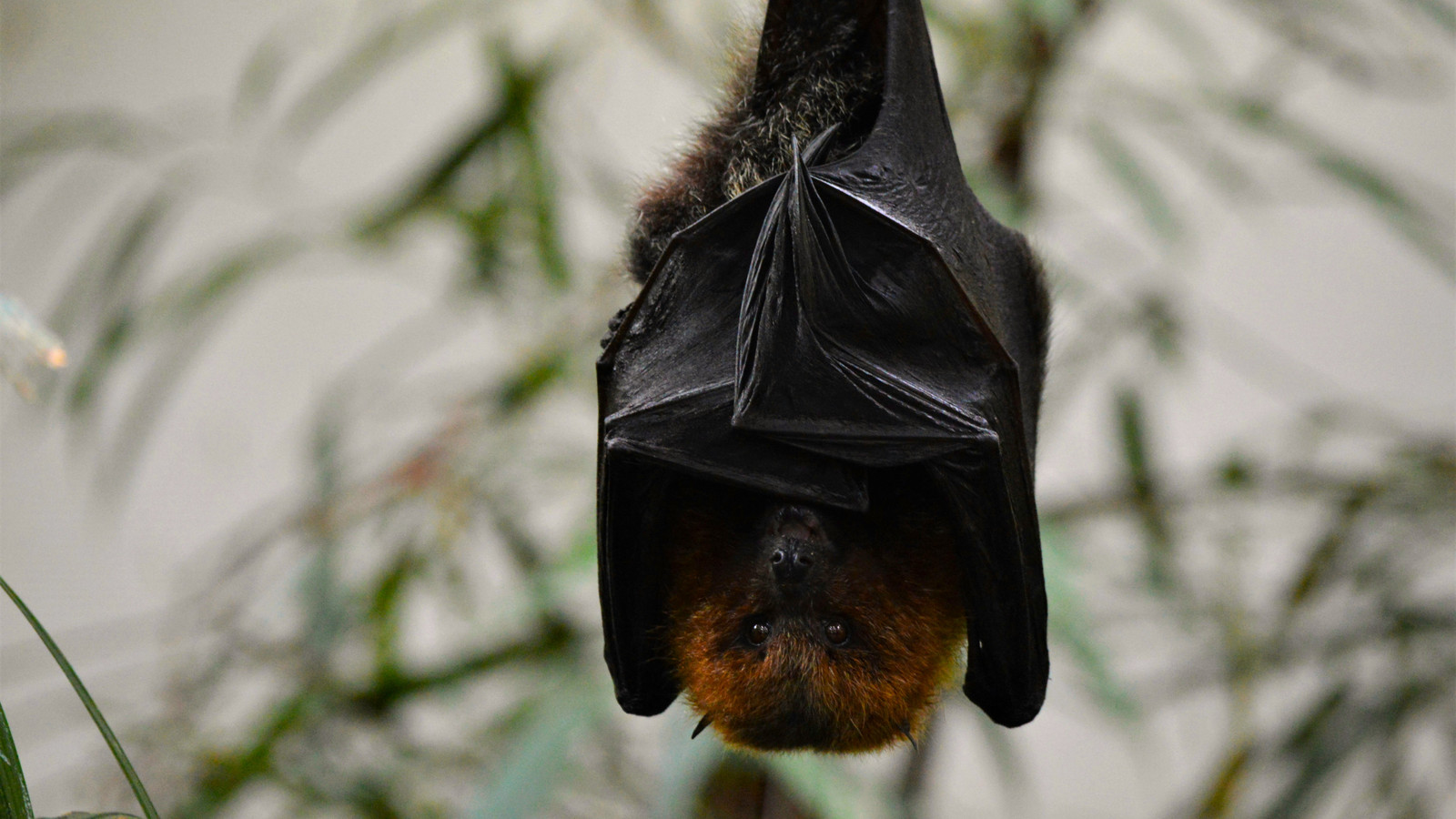 These 10 Wild Animals In The U.S. Can Carry Rabies