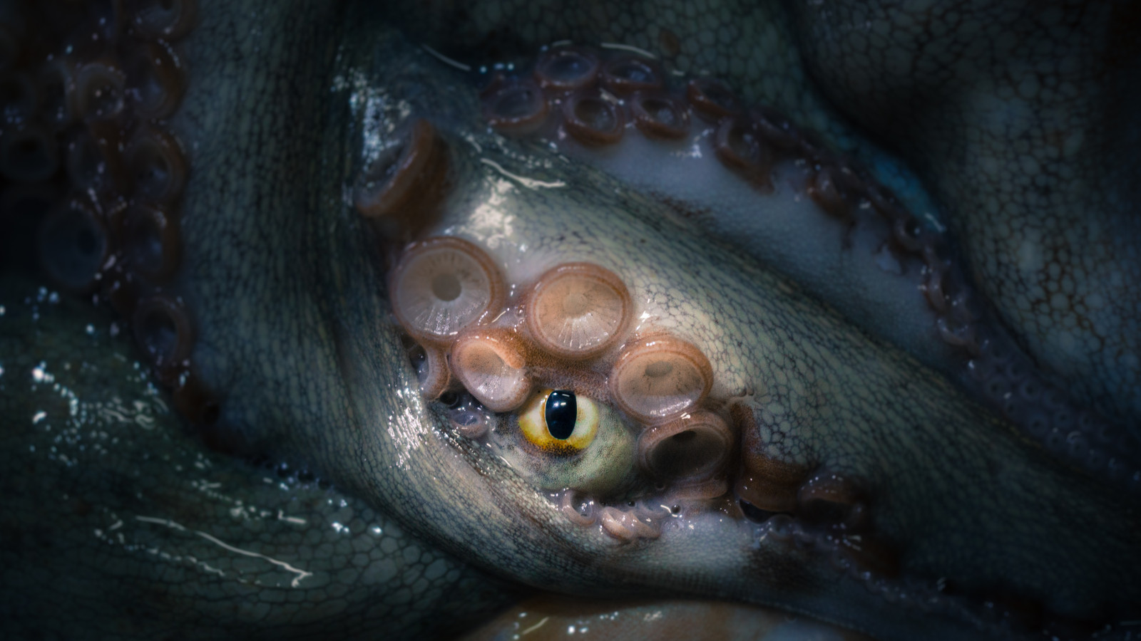 This Animal Has The Potential To Build The Next Civilization In Place ...