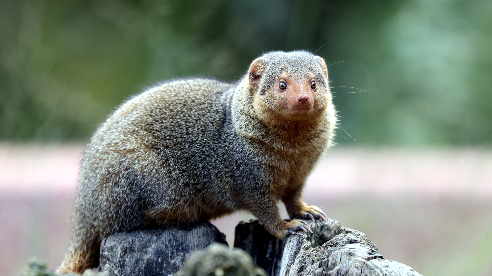 Ancient Civilizations Kept These Surprising Creatures As Pets