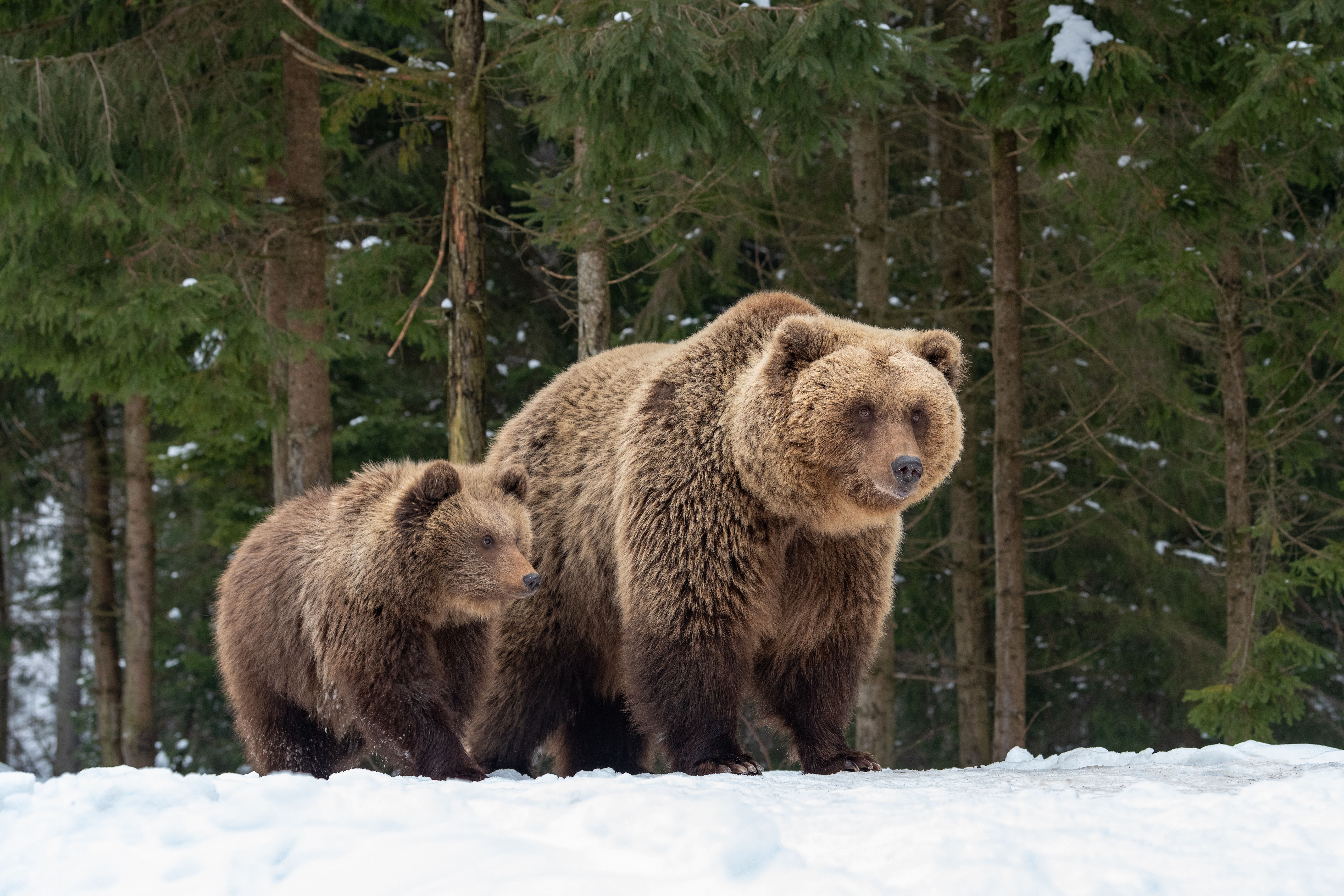 These Animals Eat Their Babies In These Wild Places