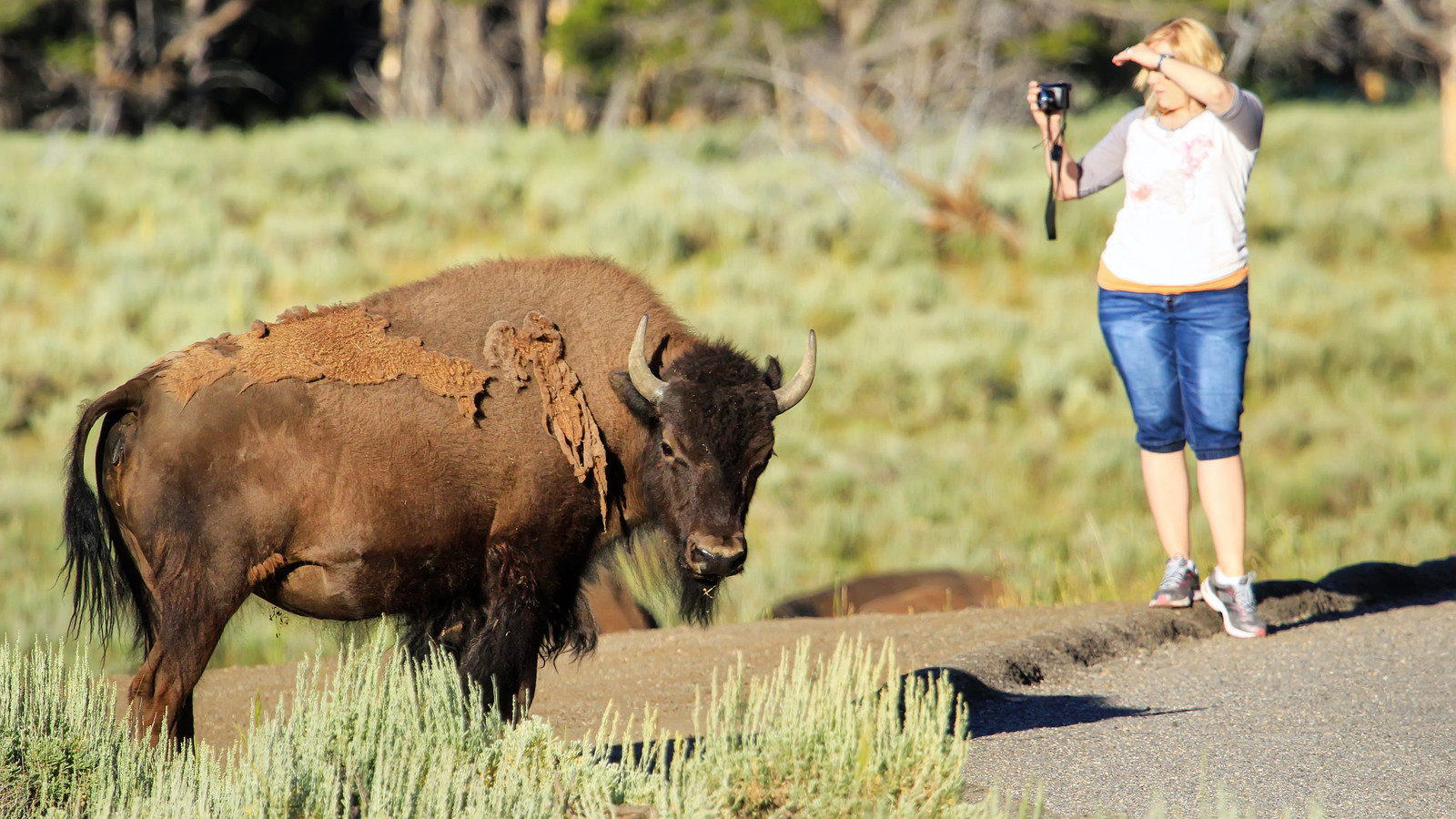 8 Times Tourists Were Caught Overstepping At Yellowstone National Park