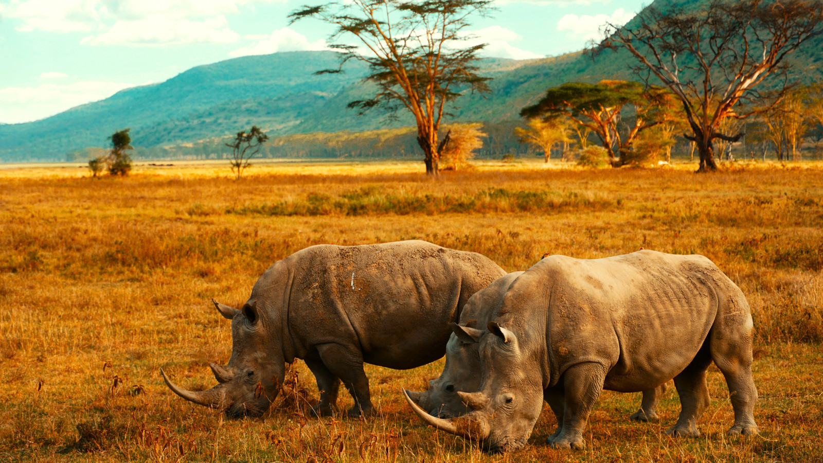 Where To Find The World's Most Endangered Animals Of 2025