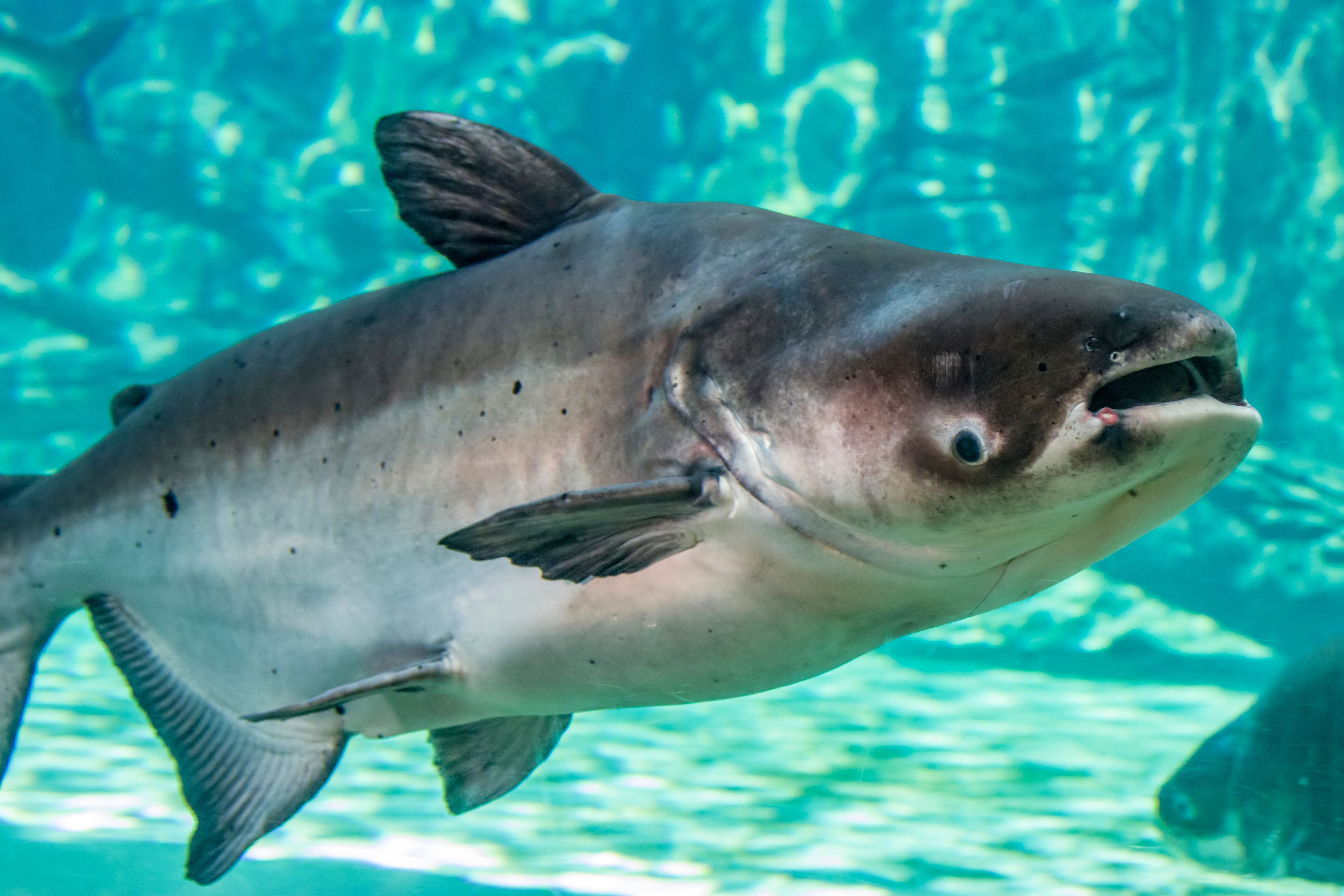 This Fish Can "Fly" At 35 MPH