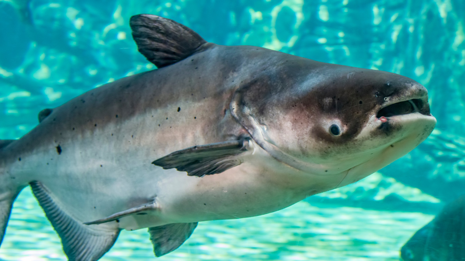 Critically Endangered Massive Catfish Catch Points To Signs Of Conservation