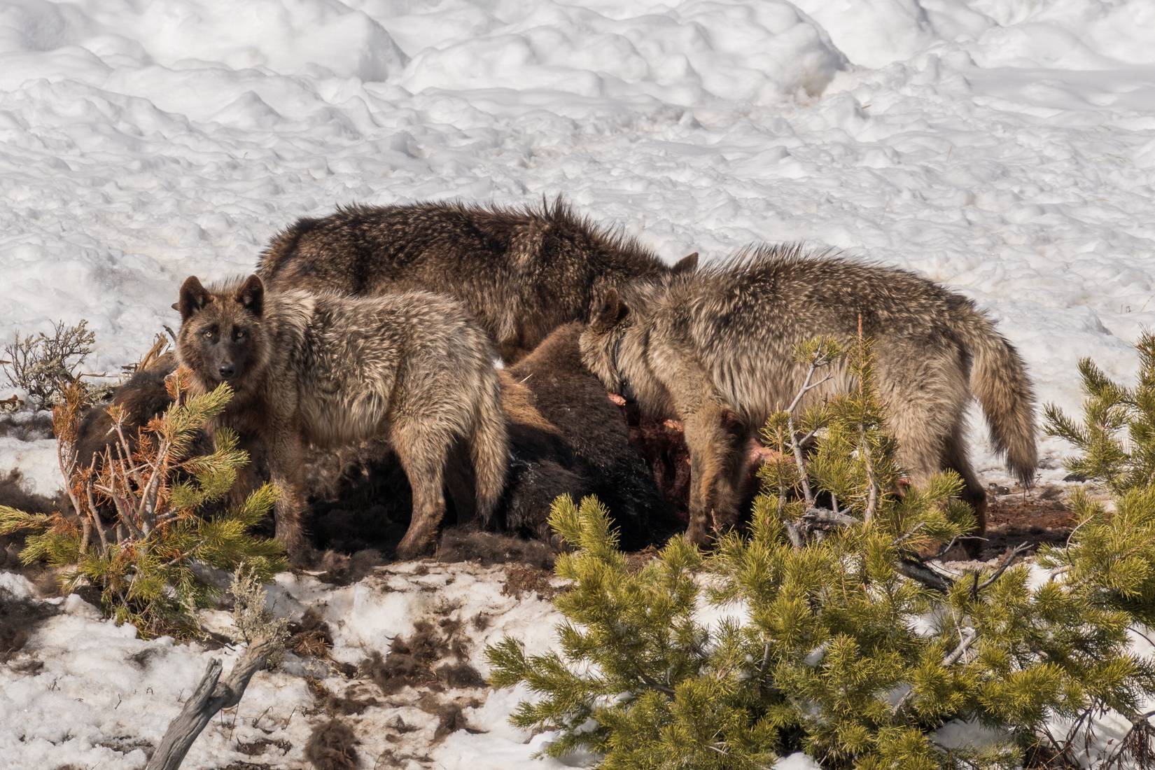 Yellowstone Bison Migrate Down A "Passage Of Death" And Often Die In A ...