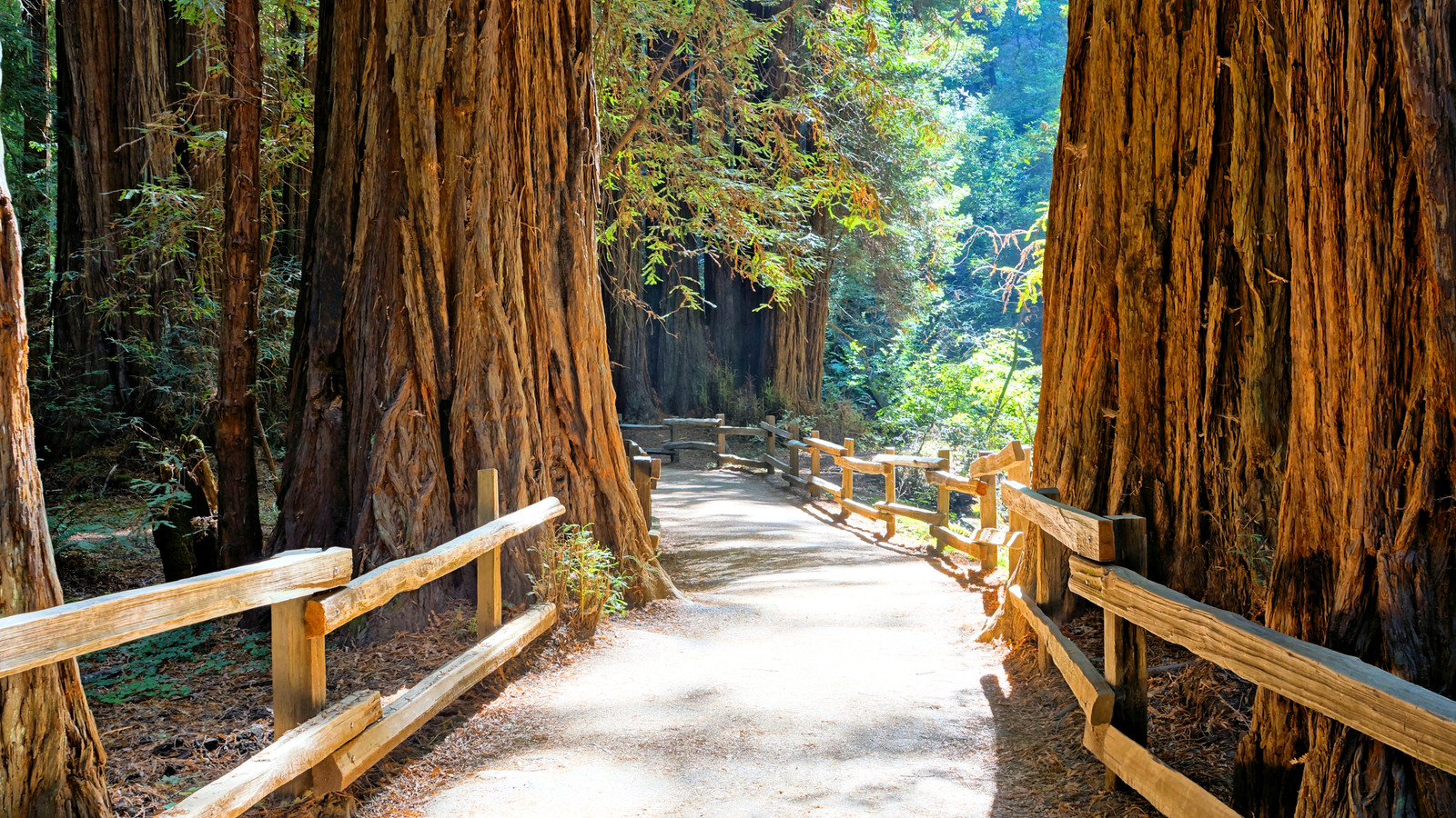 Skip Redwood National Park: This Ancient California National Monument ...