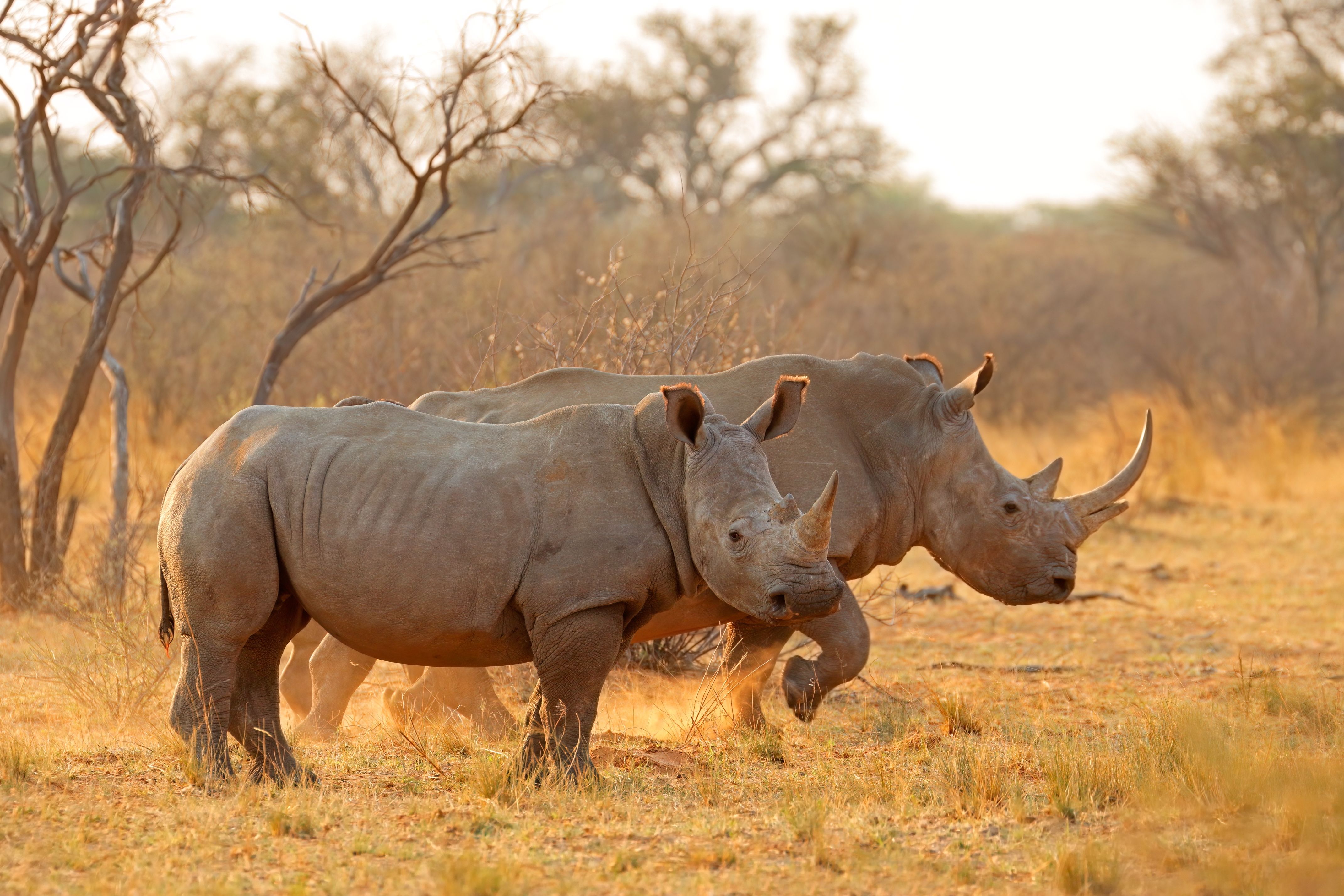 Once Extinct 40 Years Ago In Uganda, Nearly 50 Rhinos Are Now Living ...