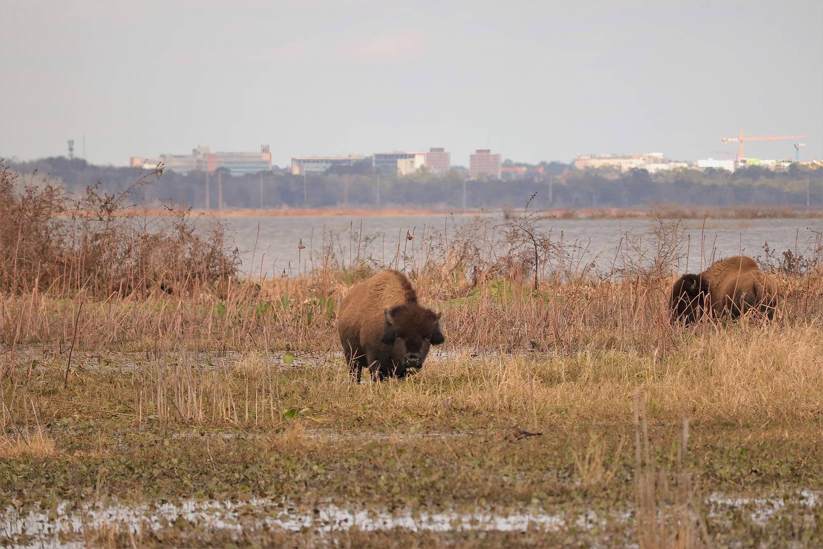 Skip Yellowstone: See Bison In This Underrated Florida State Park Instead