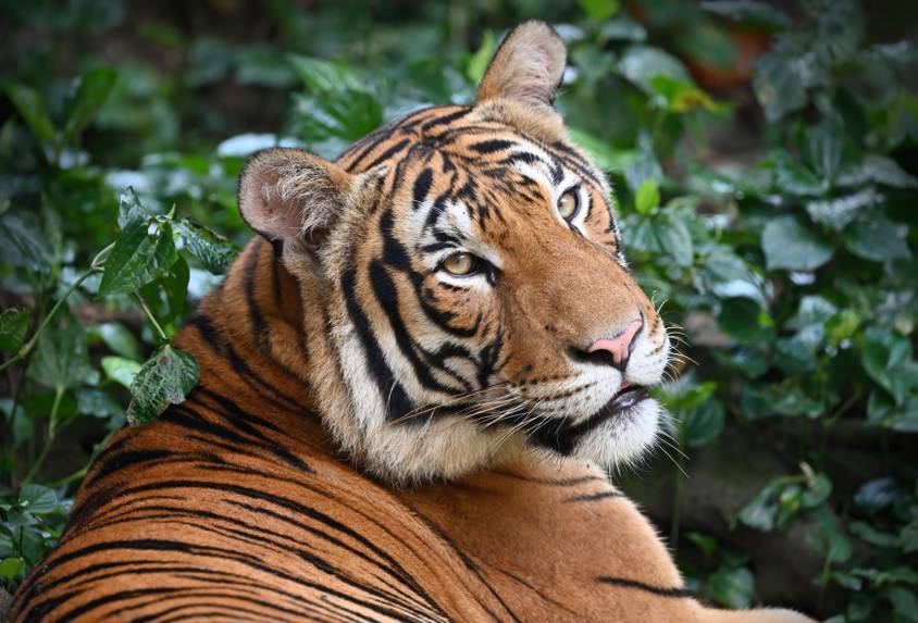 A Critically Endangered Animal Has Died At A California Zoo