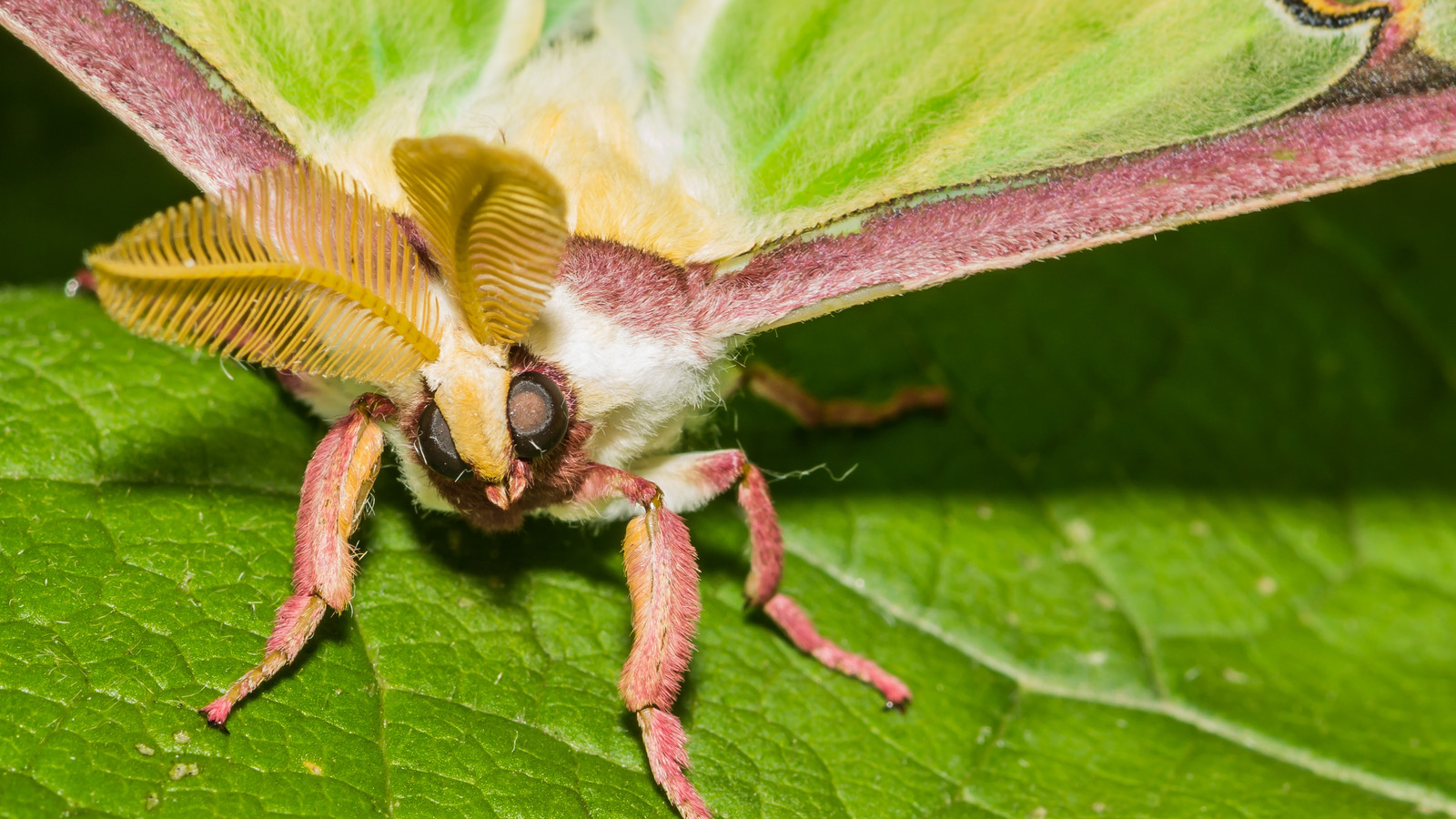 Live For A Day: 10 Creatures With The Shortest Lifespans In The World