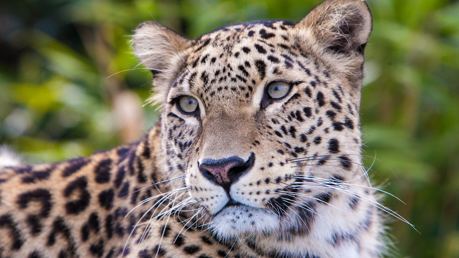 A Critically Endangered Animal Has Died At A California Zoo