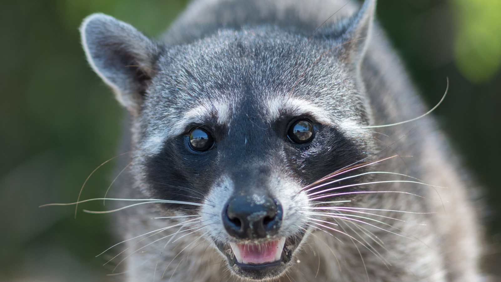 These 10 Wild Animals In The U.S. Can Carry Rabies