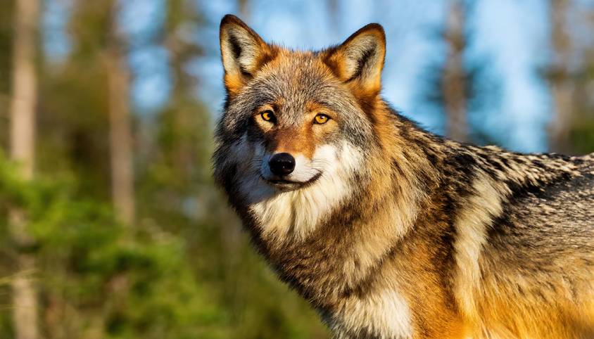 The World's Rarest Wolf Is Found Only In North Carolina