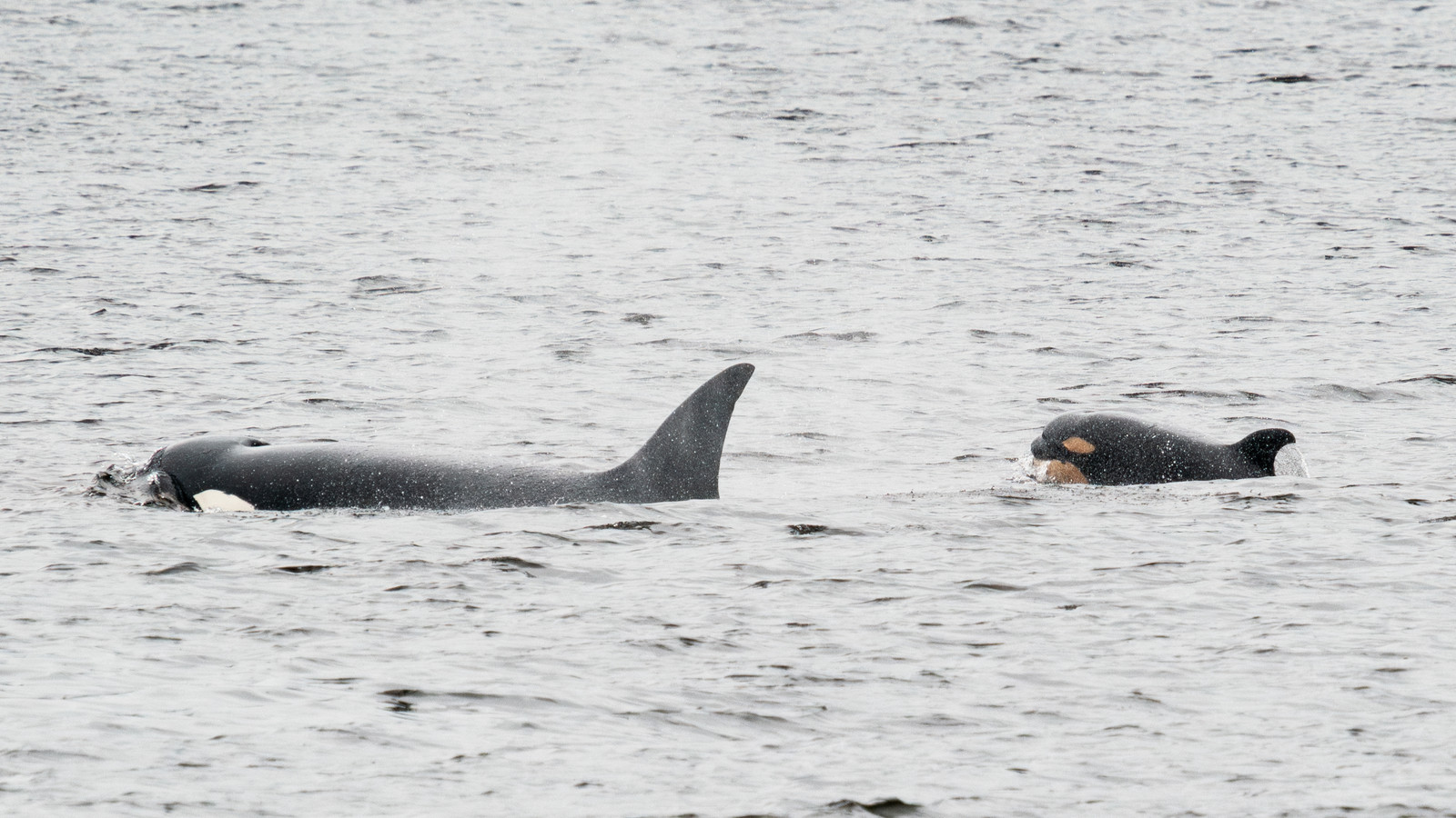 Heroic Orca That Carried Deceased Newborn 1,000 Miles Is Back In The ...