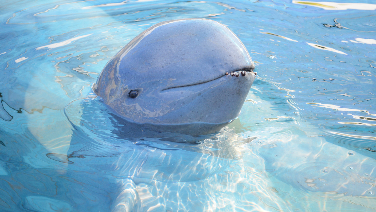 This Cute Chubby-Faced Dolphin Could Be The Next Creature To Go Extinct