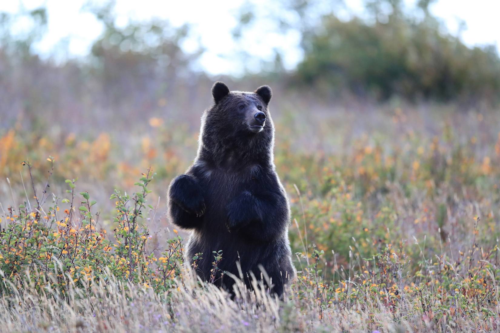 How Many Bear Attacks Have Happened In Glacier National Park?
