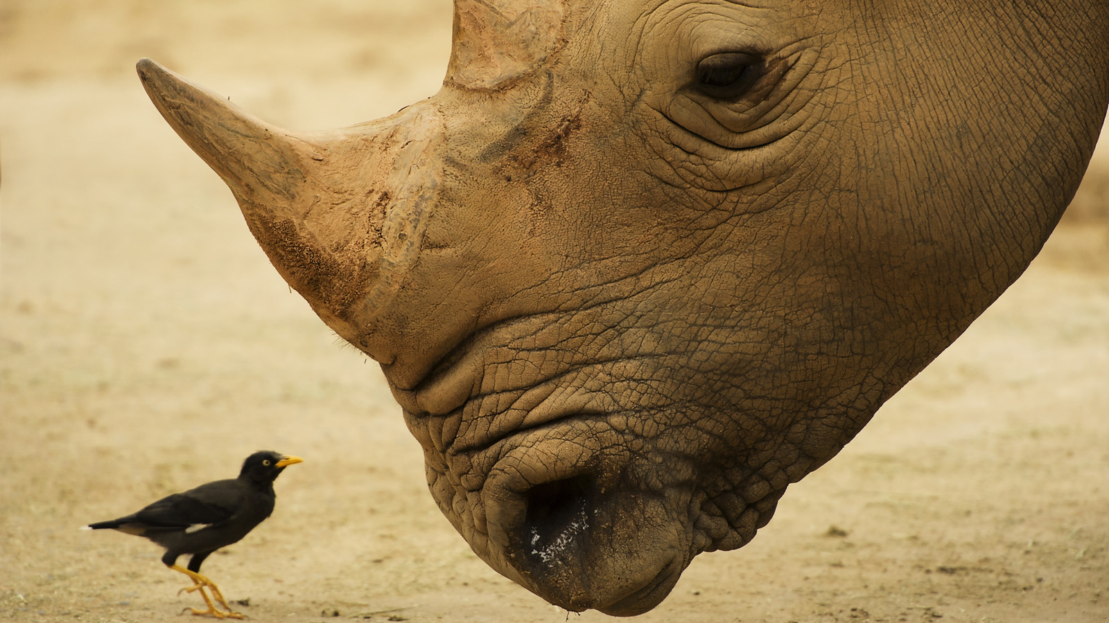 Friends Forever: 10 Incredible Relationships Between Different Species ...