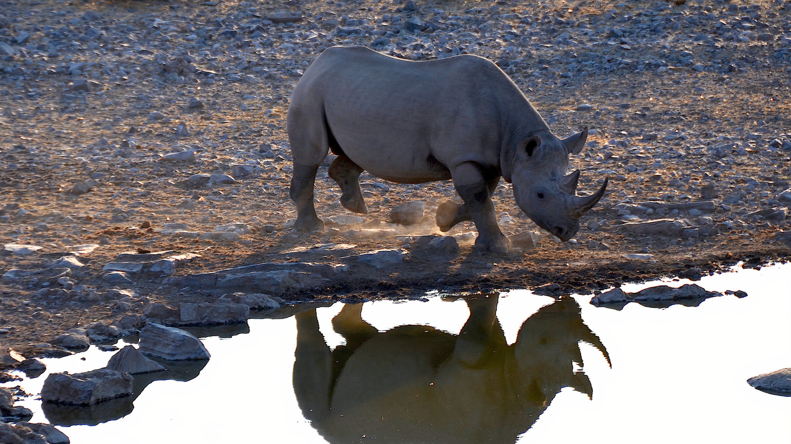 Where To Find The World's Most Endangered Animals Of 2025