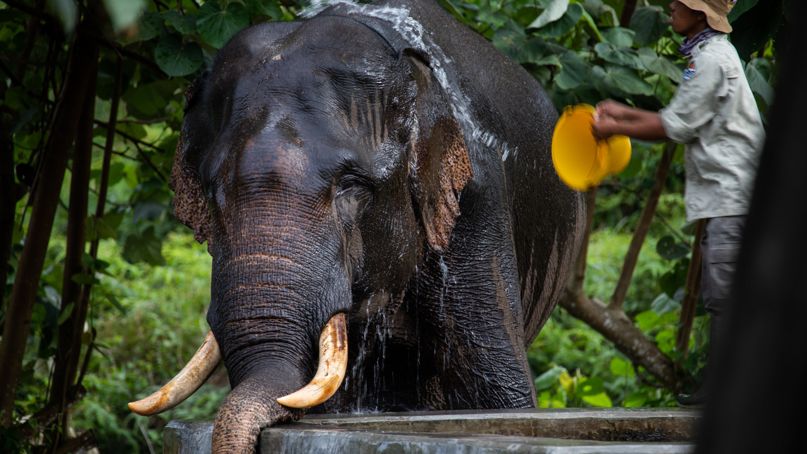 Critically Endangered 45-Year-Old Sumatran Elephant From Bali Zoo Found ...