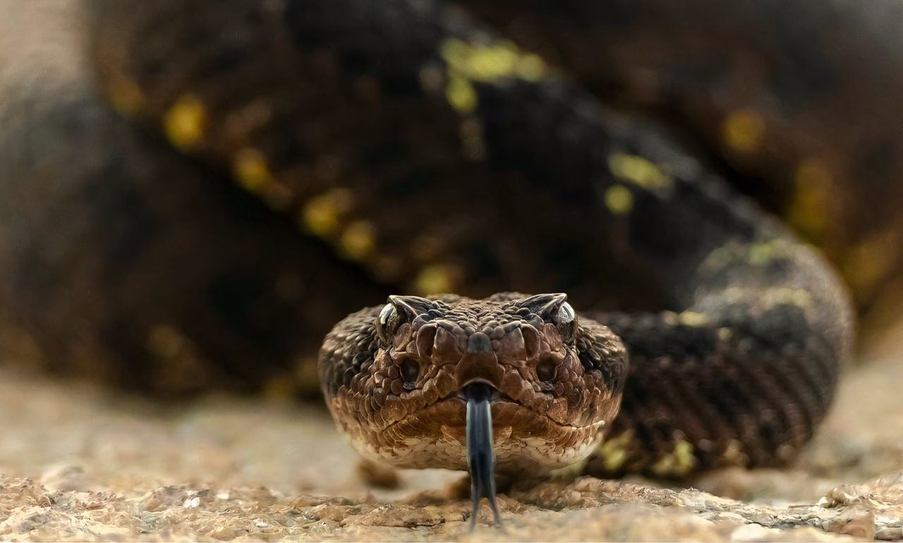 Don’t Be Fooled By Its Goofy Eyes, The Arabian Sand Boa Is A Deadly Hunter