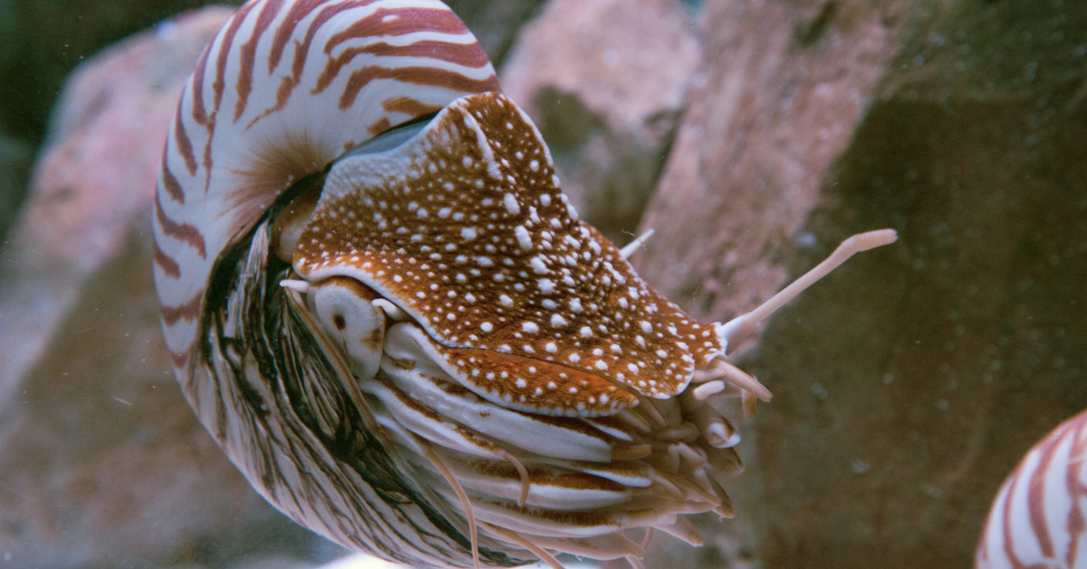 Scientists Can't Explain The Mysterious Gold "Orb" Found Two Miles ...