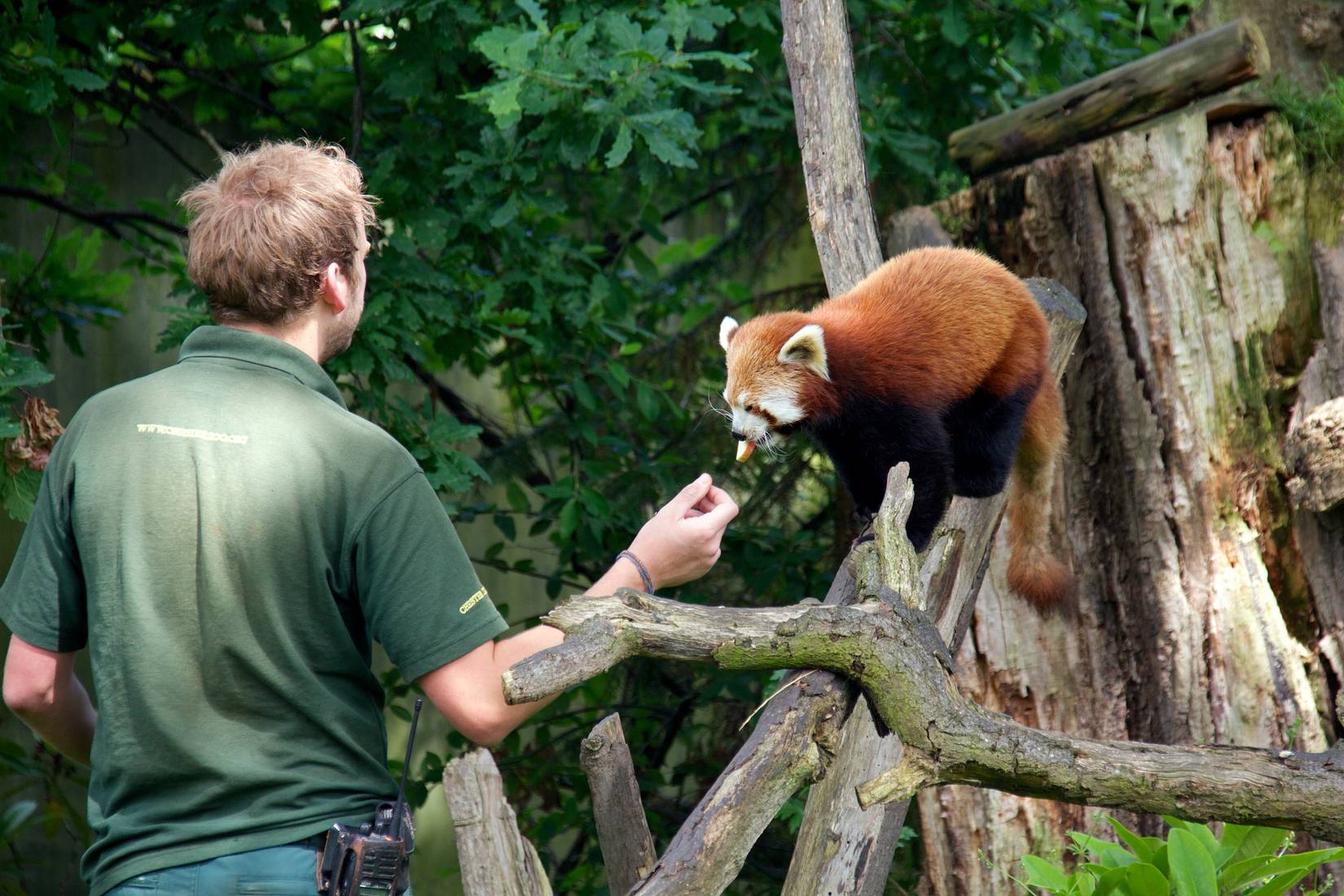do red pandas bite