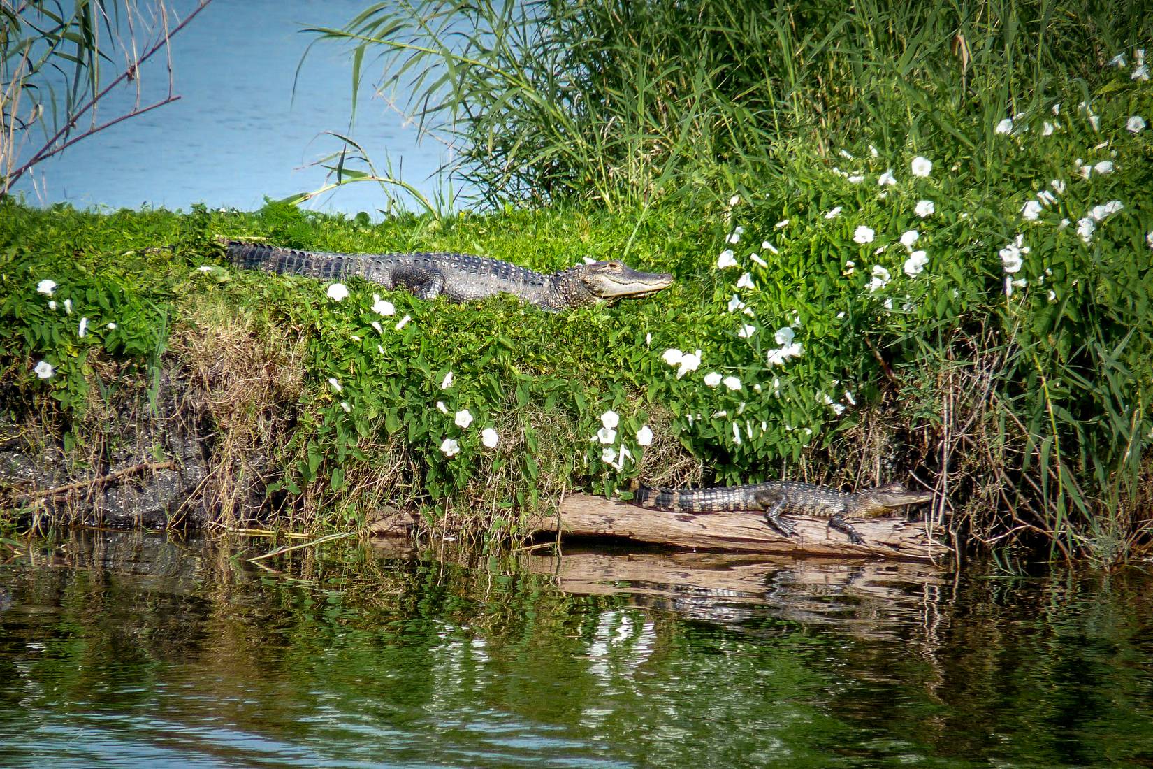 Why You Really Don't Want To Swim In Florida's Most Scenic Lake