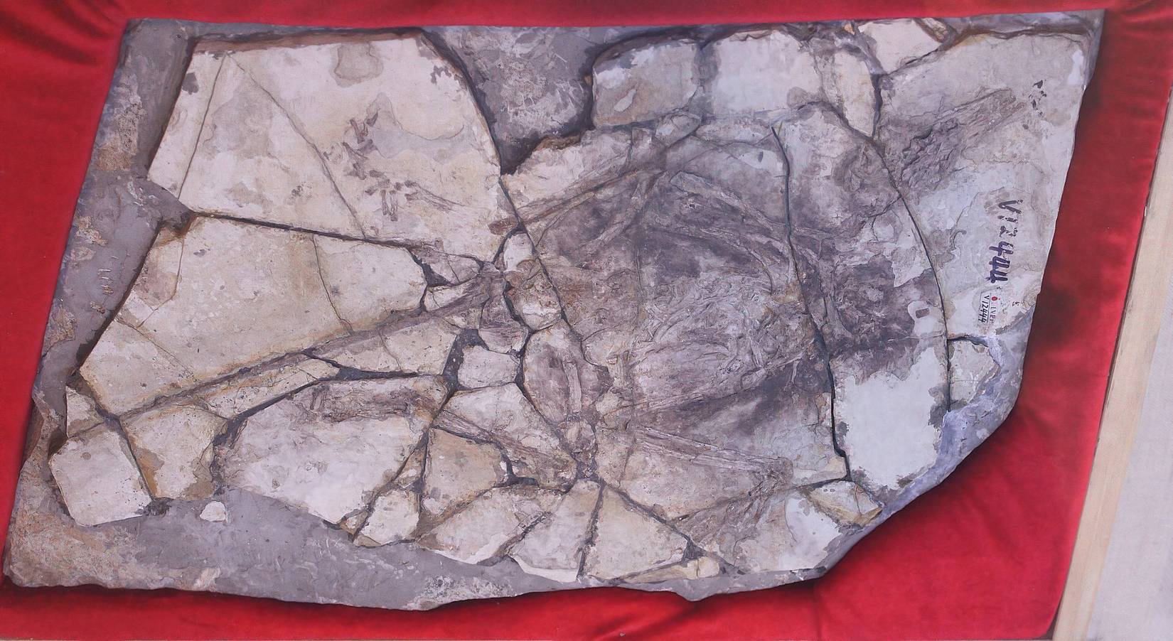 Even National Geographic Was Fooled By This Fake Creature Discovery ...