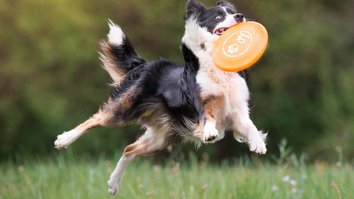 The World's Smartest Dog Breed Is More Intelligent Than A 4 Year-Old ...