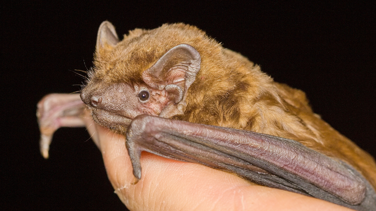 New Study Reveals Bats Use Storm Winds To Migrate Long Distances